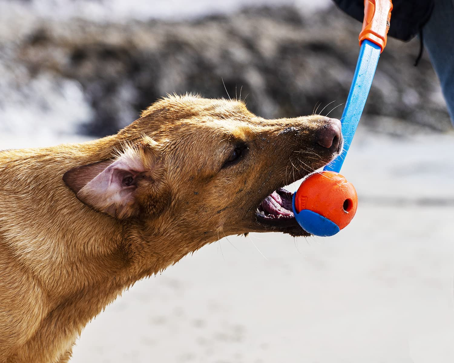 Chuckit FETCH BALL LARGE 3-inch Ball Dog Fetch Toy 1-pack Colors May Vary