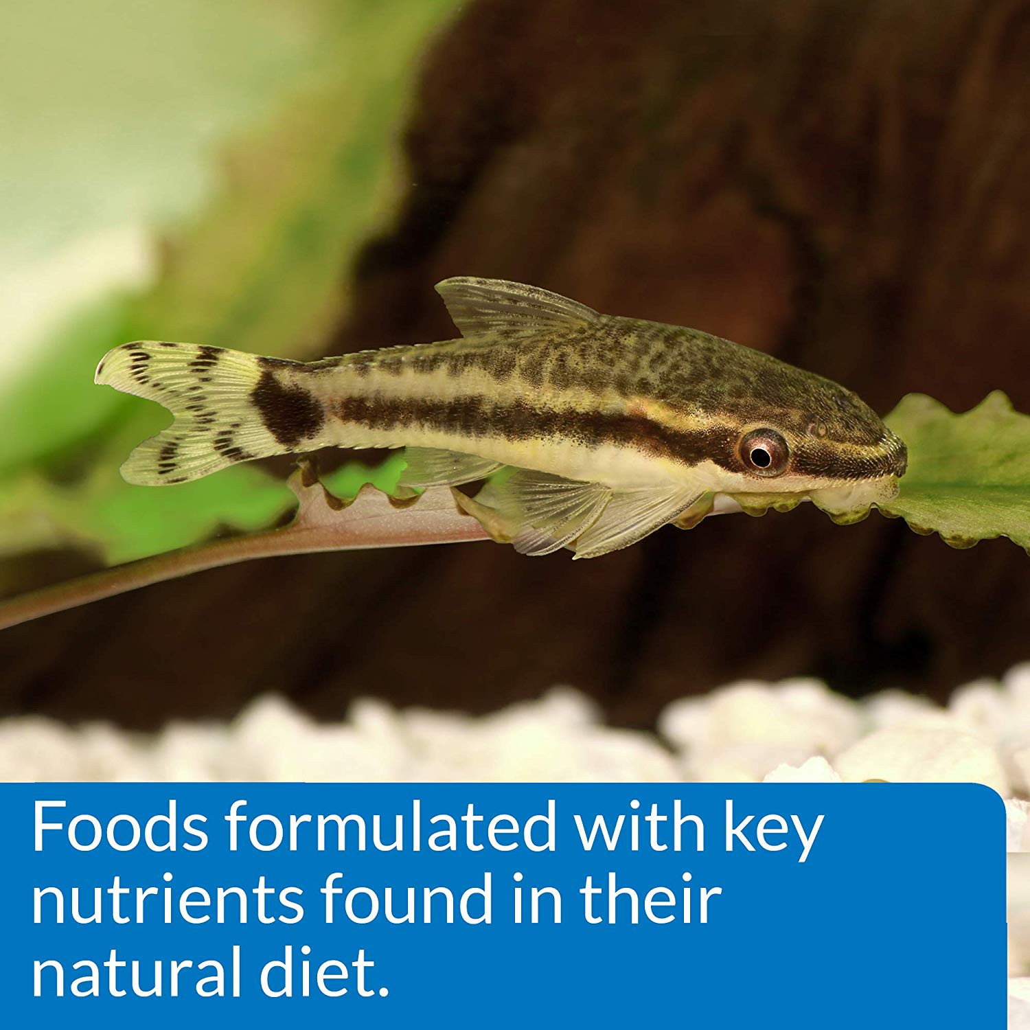 Bottom Feeding Fish For Aquarium