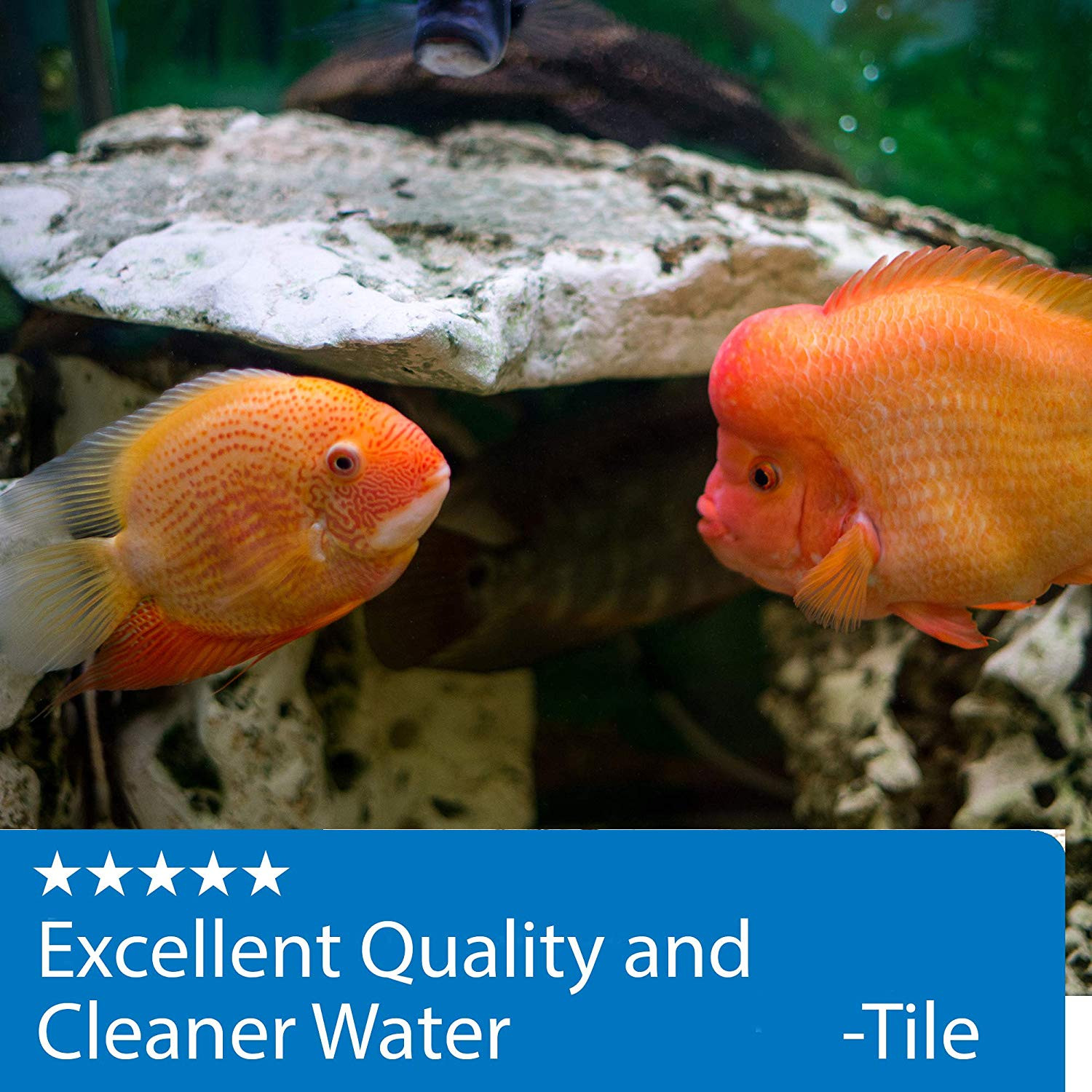 API Cichlid Premium Floating Pellets for Cichlids 4.2 Ounces