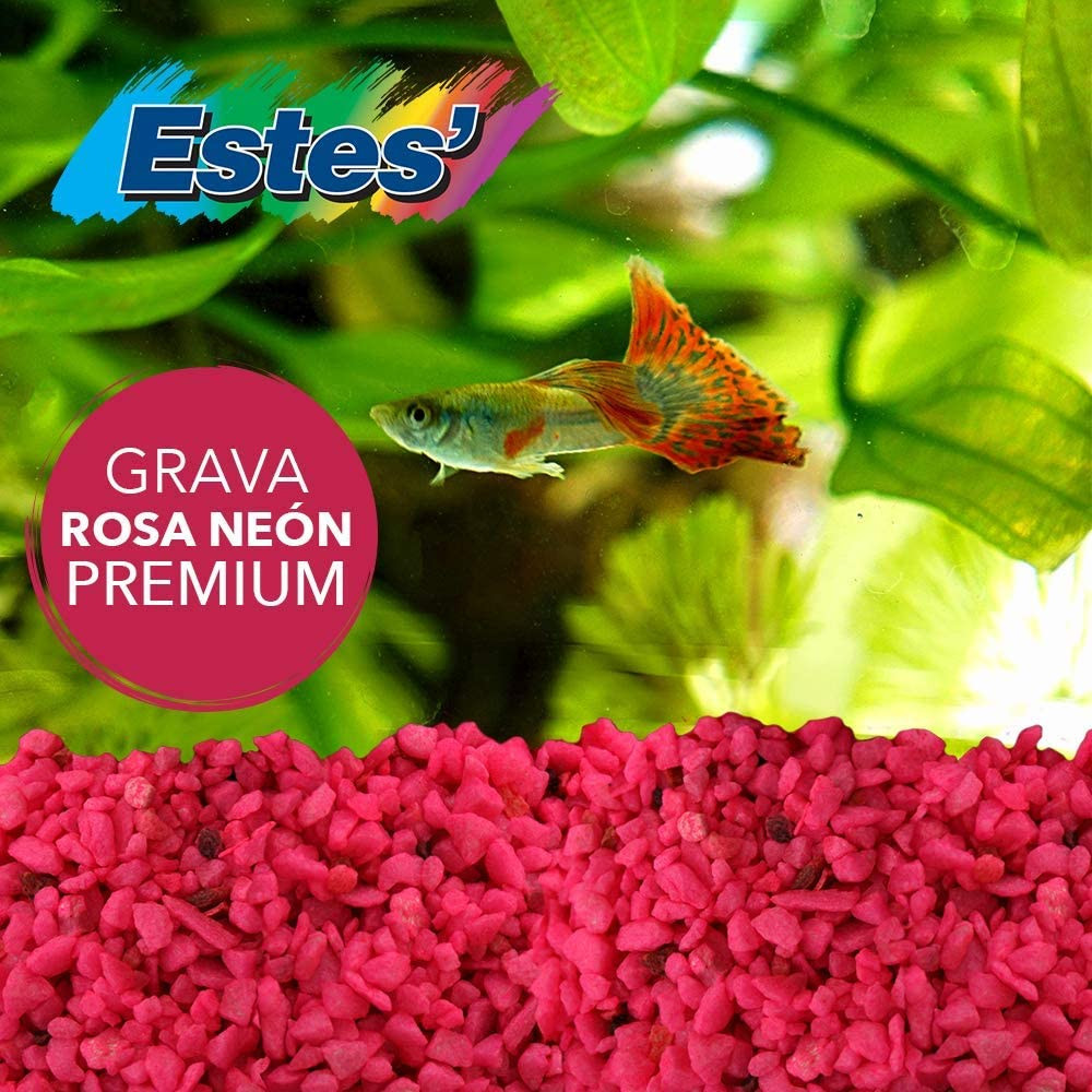 Pink Freshwater Aquarium Fish