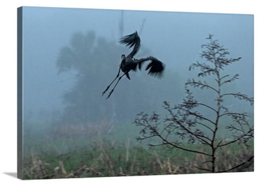 Glossy Ibis Landing Canvas Wrap - David Lawrence Photography