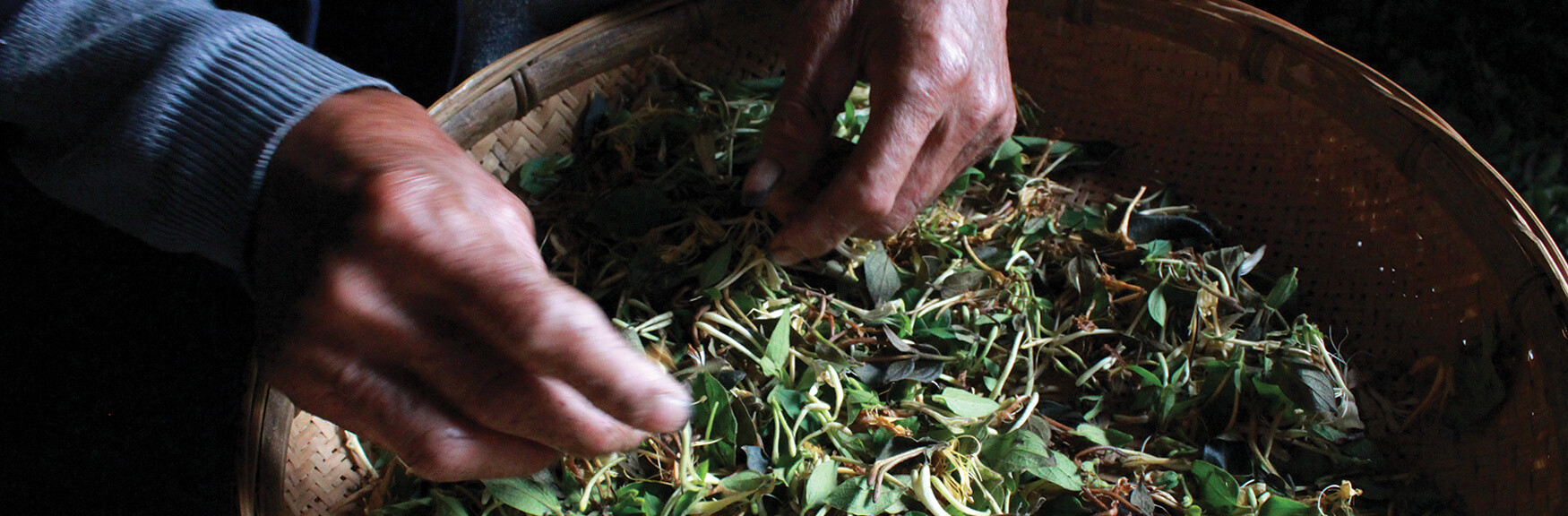 Classical Pearls Herbal Formulas