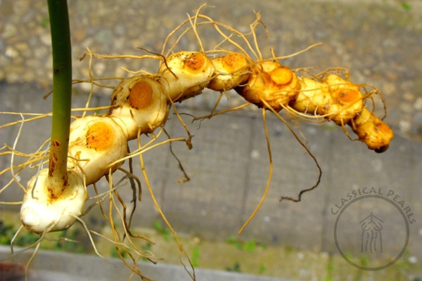 Huangjing (Rhizome Polygonati) - Classical Pearls Herbal Formulas