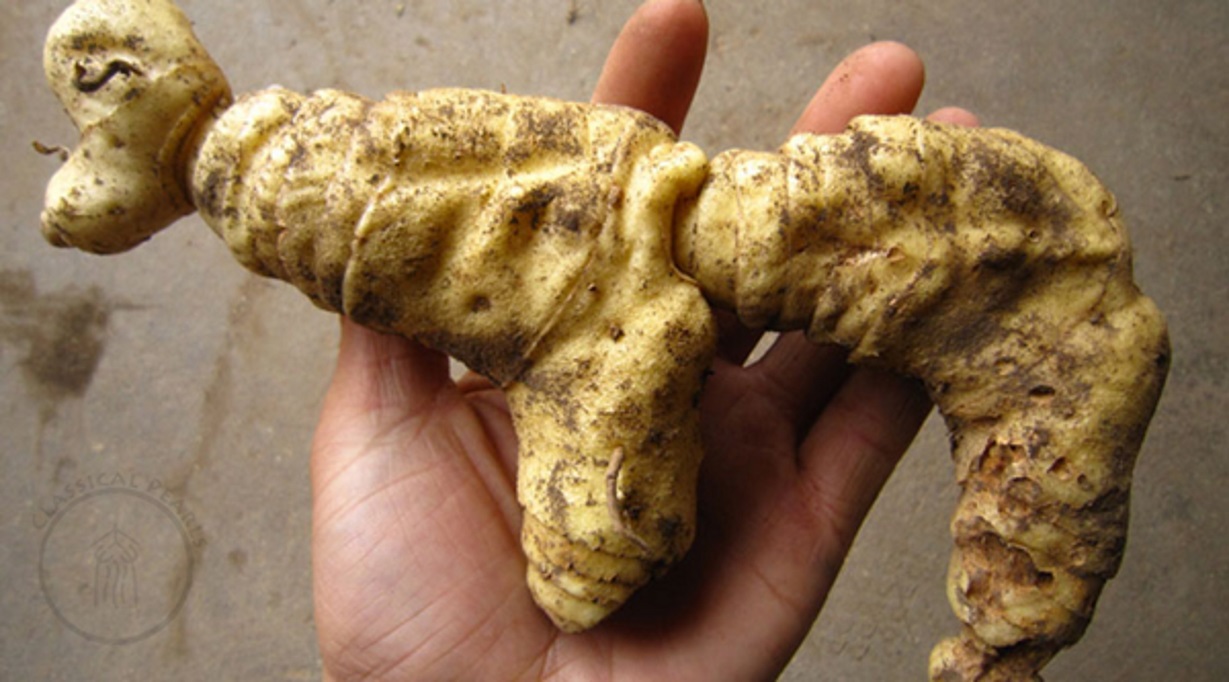 Huangjing (Rhizoma Polygonati) - Classical Pearls Herbal Formulas