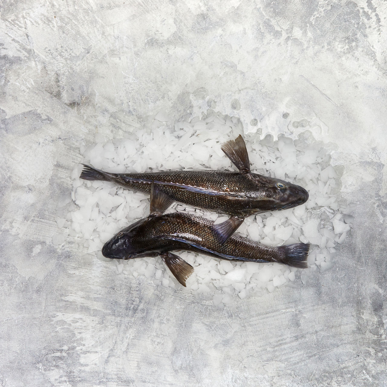 Sanford and Sons | Buy NZ Whole Blue Cod Online | Sanford and Sons