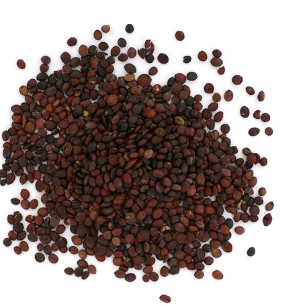 Suan Zao Ren: Natural Relief for Sleep, Stress, and Emotional Wellness
