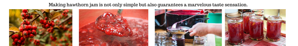 Shan Zha (Hawthorn Berry) – Benefits, Uses, Digestion & Heart Health in TCM