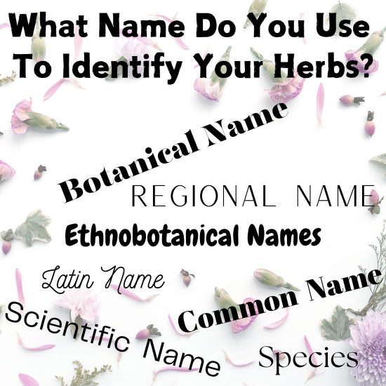 The Importance of Botanical Names When it Comes to Herbs - 1st Chinese ...