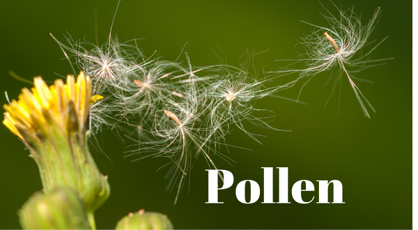 Chinese Teapills for Allergies: A Comprehensive Guide - 1st Chinese Herbs