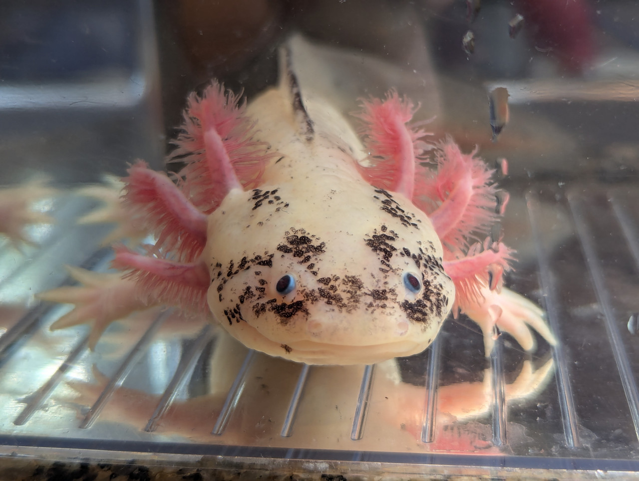 Axolotl for Sale Online | The Mottled Lotl