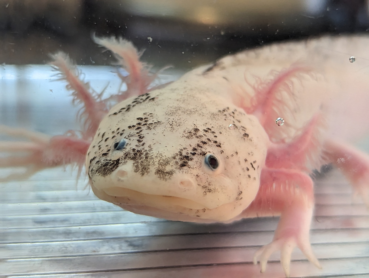 Piebald Axolotl