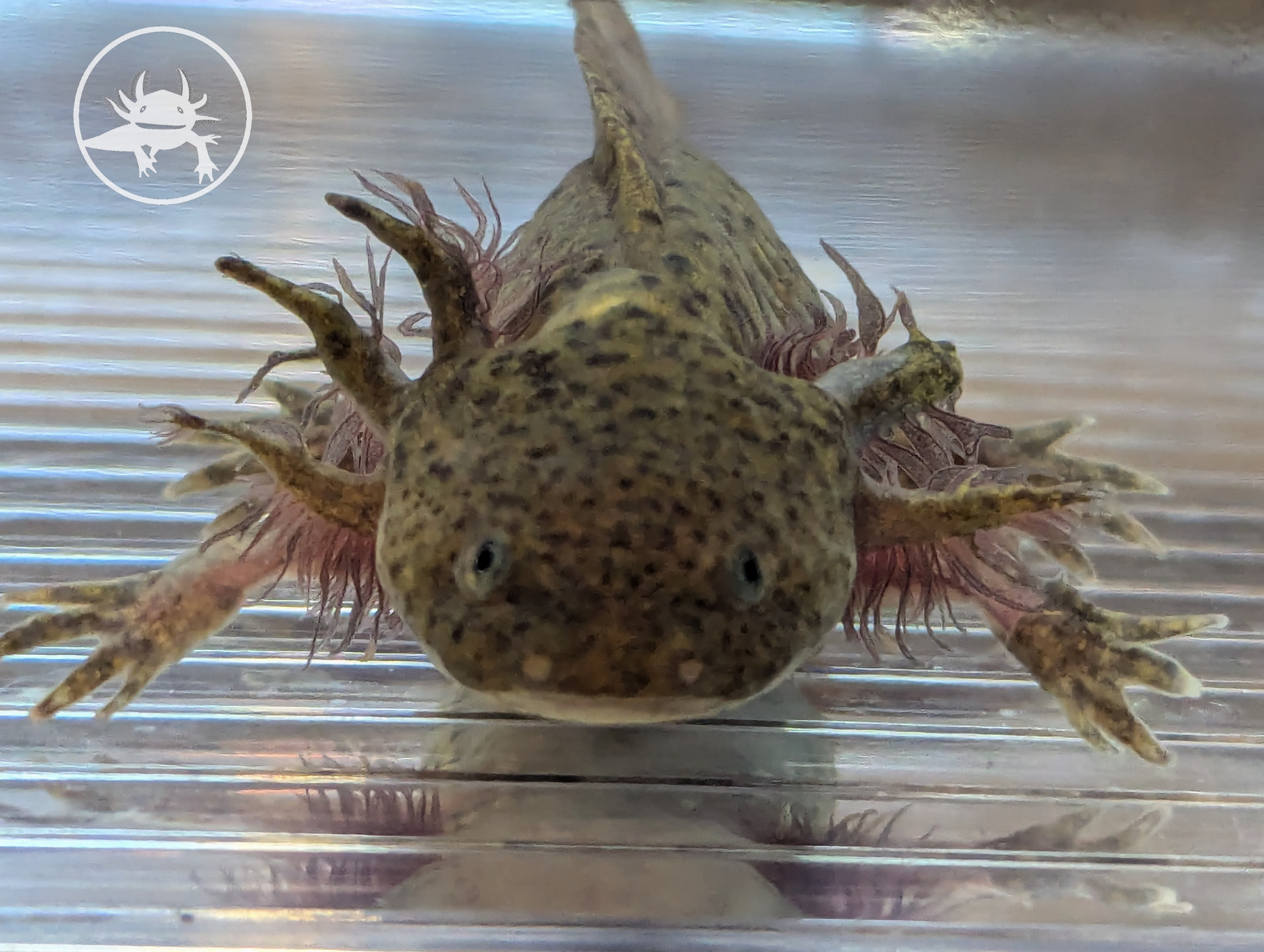 Exotic Axolotls for Sale | The Mottled Lotl