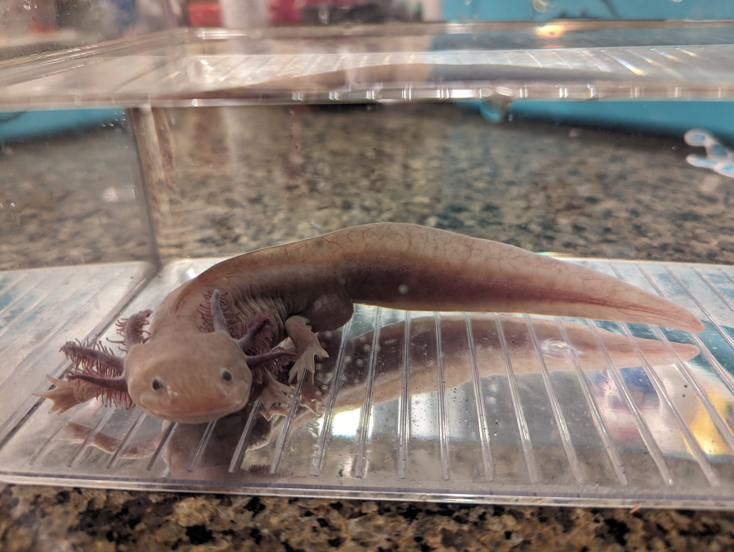 Adult Axolotls for Sale