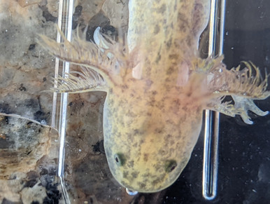 What kinds of axolotls are there? - The Mottled Lotl