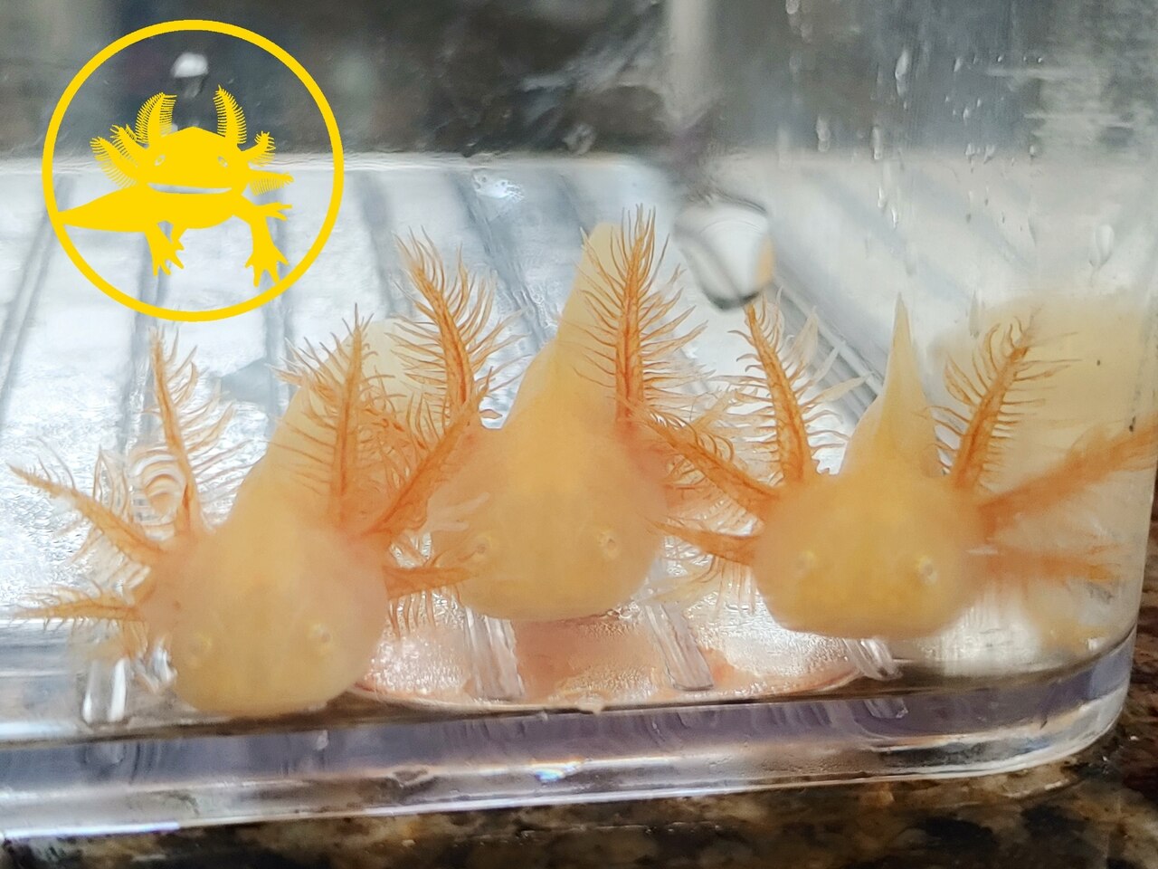 A Guide to Axolotl Care: Nurturing Nature's Aquatic Marvels - The ...