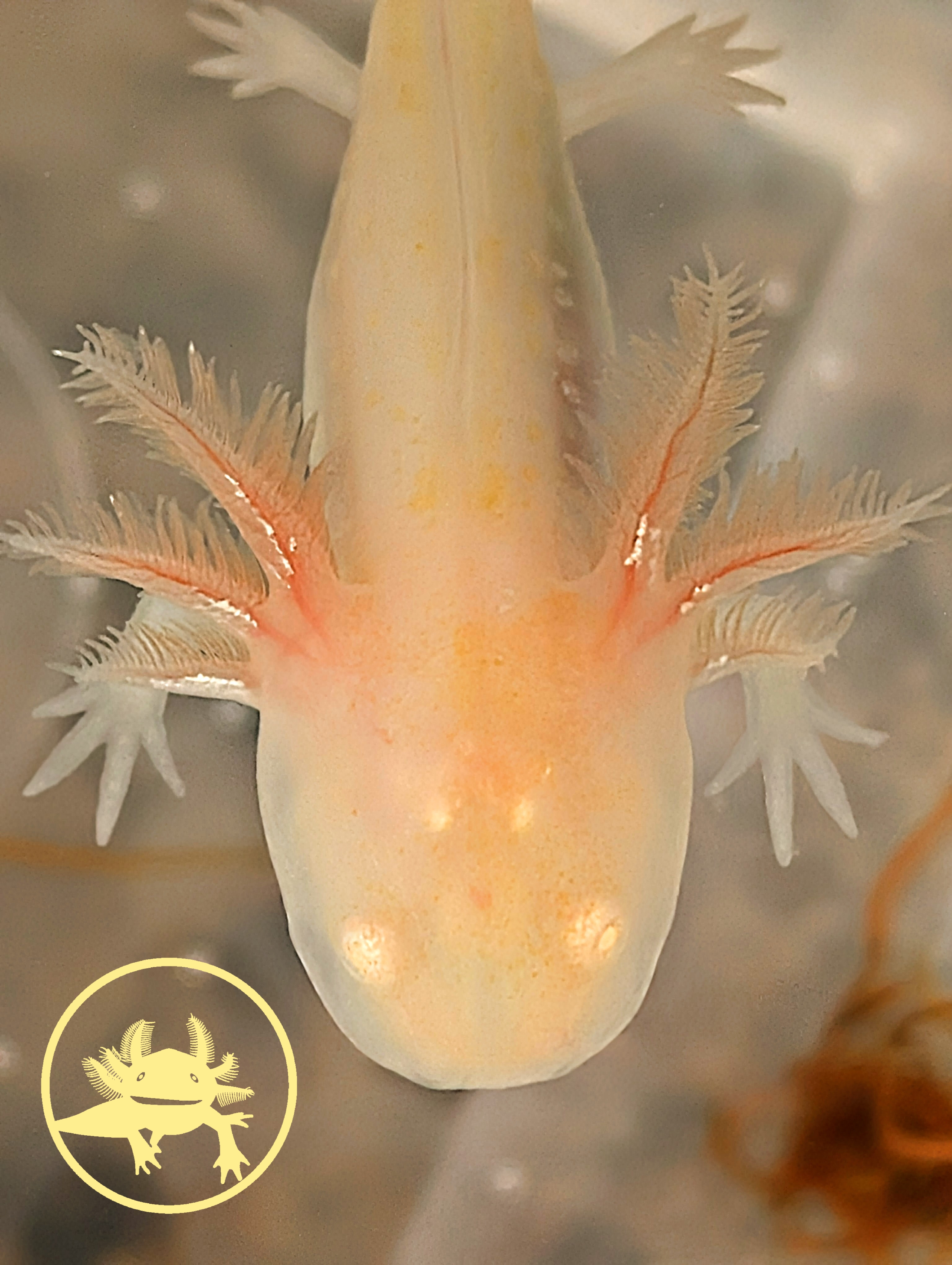 The Mysterious & Rare Mosaic Axolotl Explained - The Mottled Lotl