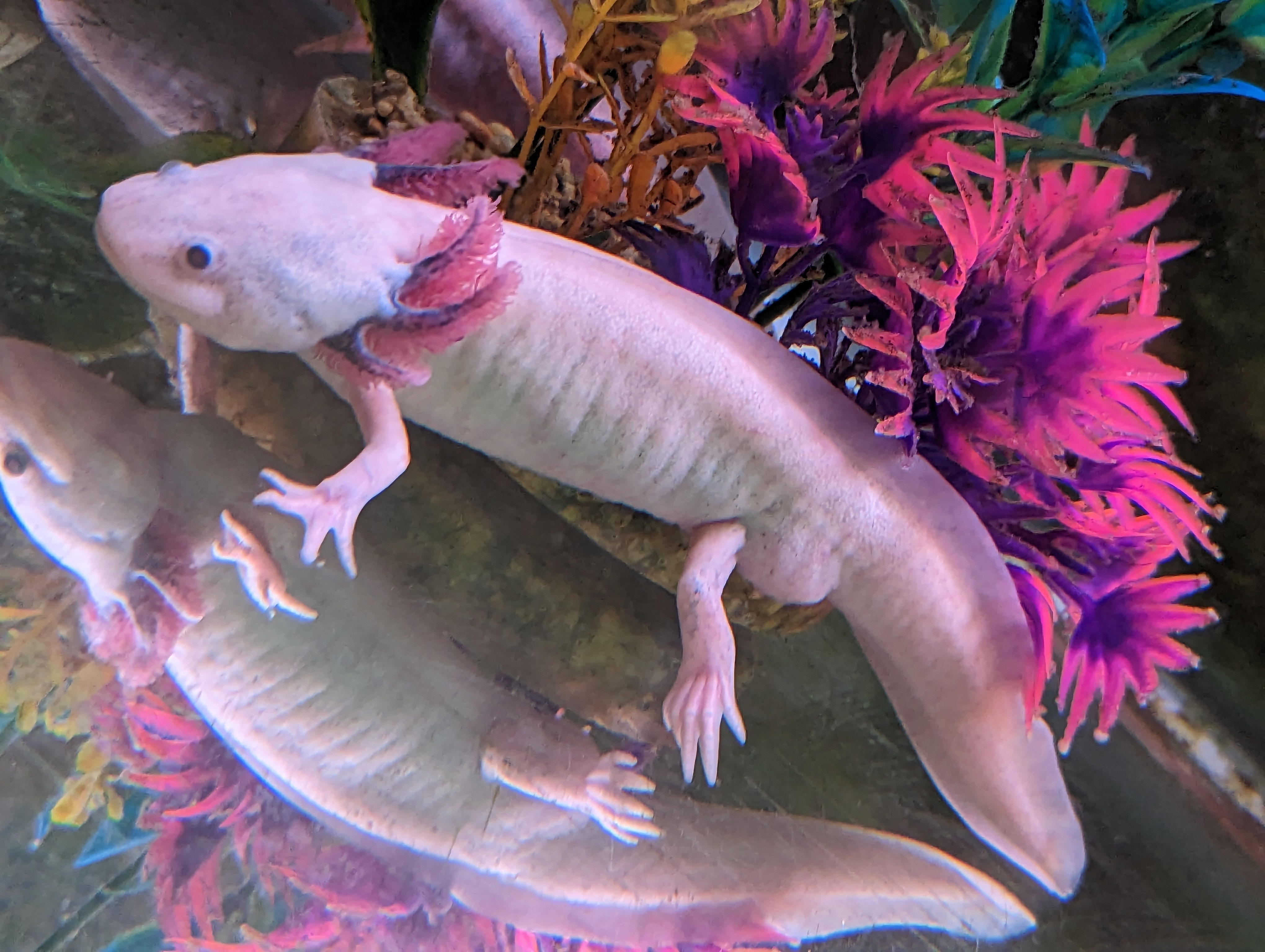 How to Determine the Gender of Your Axolotl - The Mottled Lotl