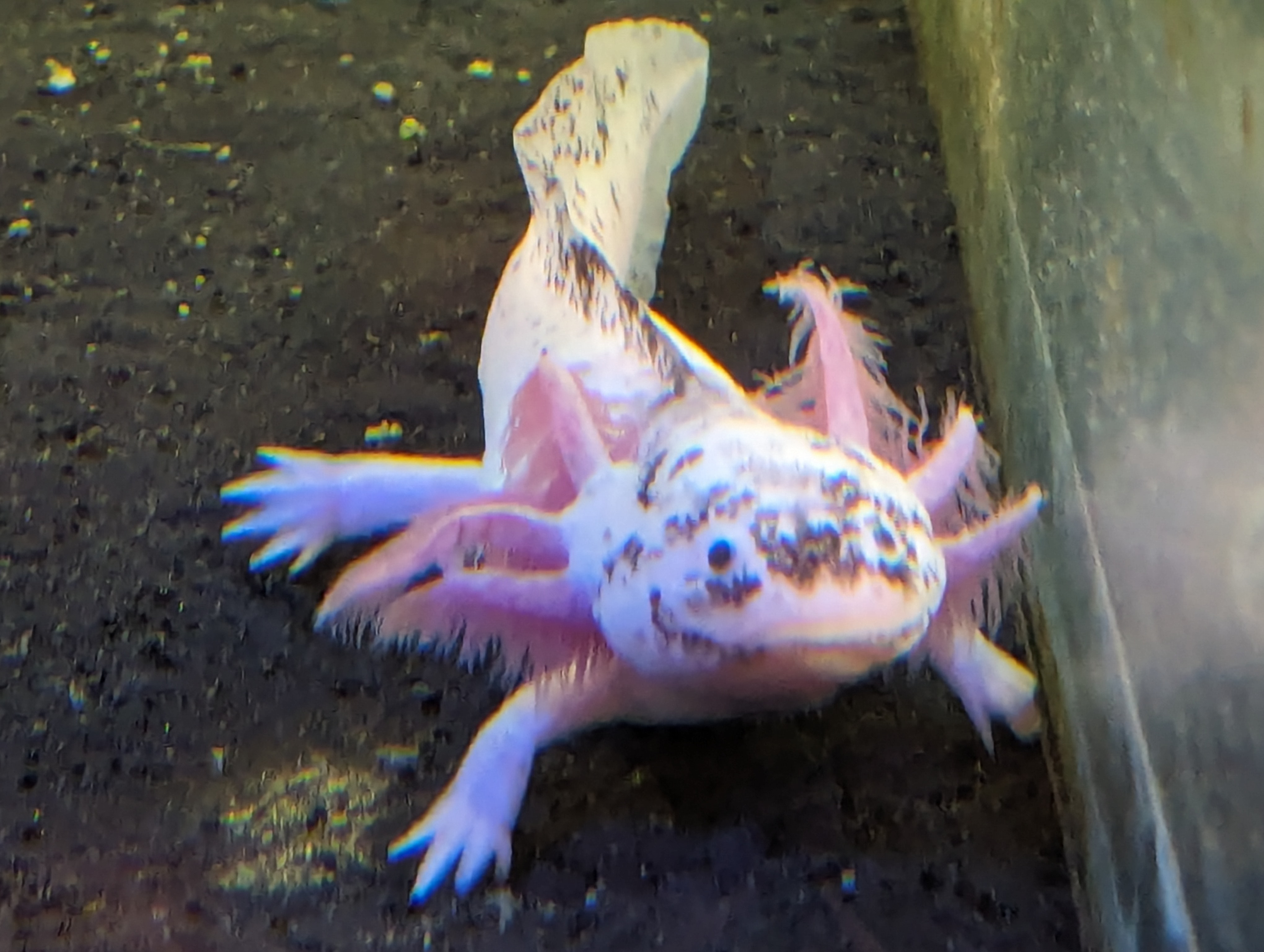 6 Reasons you should buy an axolotl from The Mottled Lotl - The Mottled ...
