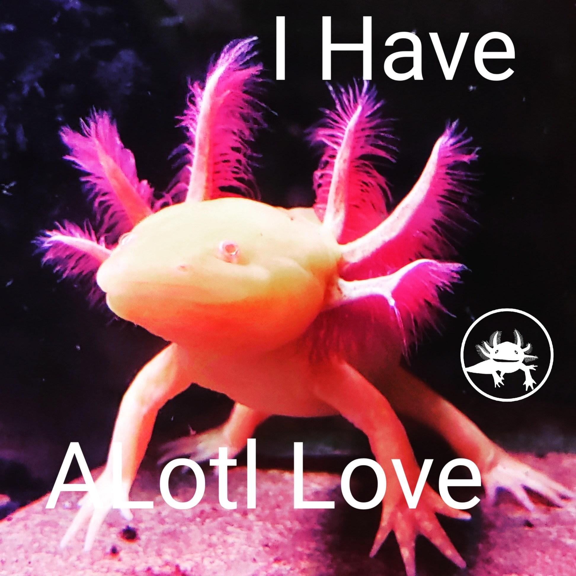 The Captivating Axolotl: Why You Should Consider Owning One - The ...