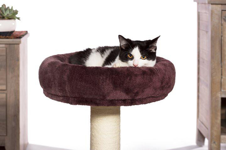 Kitty King Cat Tree 7302