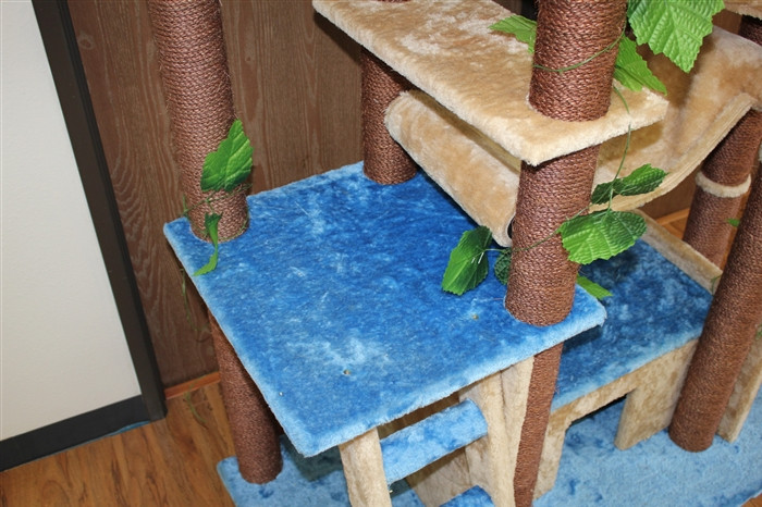 Amazing Cat Gym