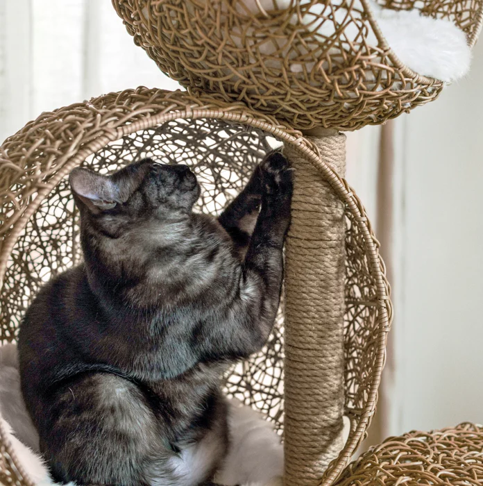 Lua Moonphase Cocoon Cat Tree