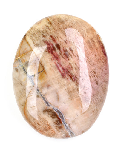 Petrified Wood Palm Stone - 353-LRV-57 - Exquisite Crystals