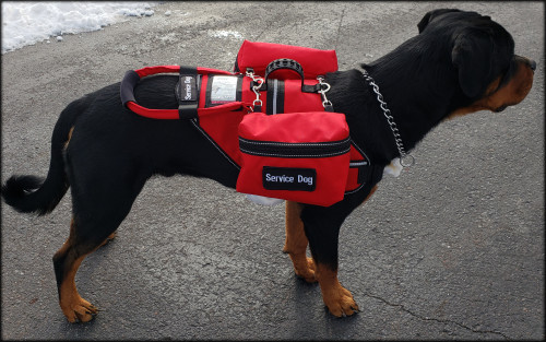 Ultimate Working Service Dog Vest w/ Clip-On Accessory Bags