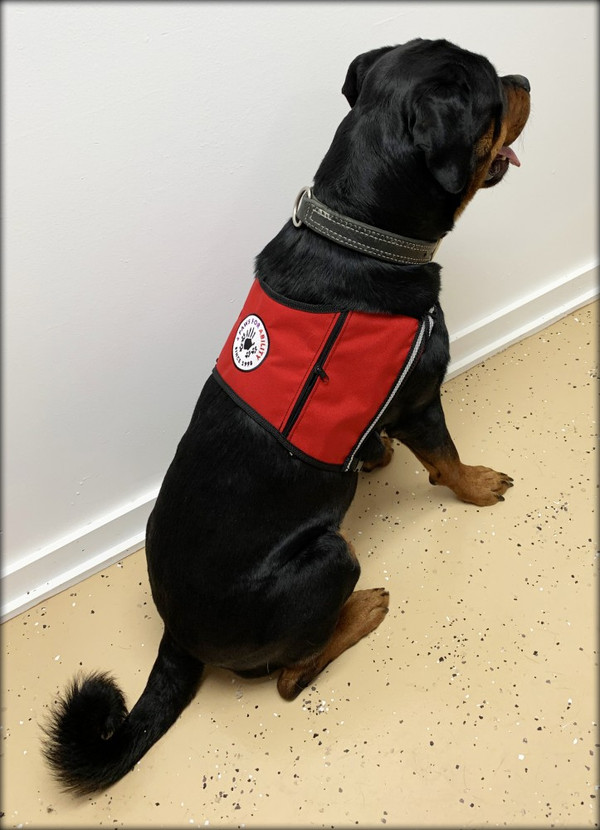 Personalized Service Dog Pocket Starter Cape - ActiveDogs