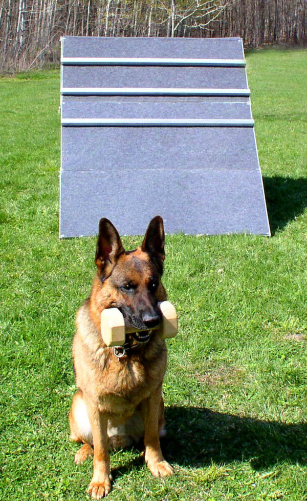Schutzhund Dog Scaling Wall A-Frame | ActiveDogs.com