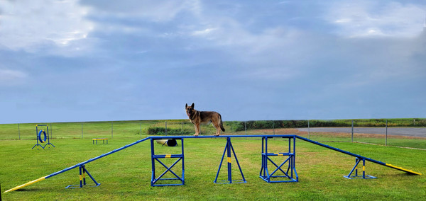 Deluxe Double Dog Walk Base With Side Ramps For Dog Agility Training ...