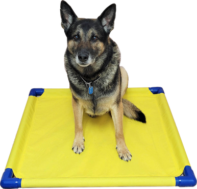 Pause Box For Dog Agility Training - ActiveDogs.com