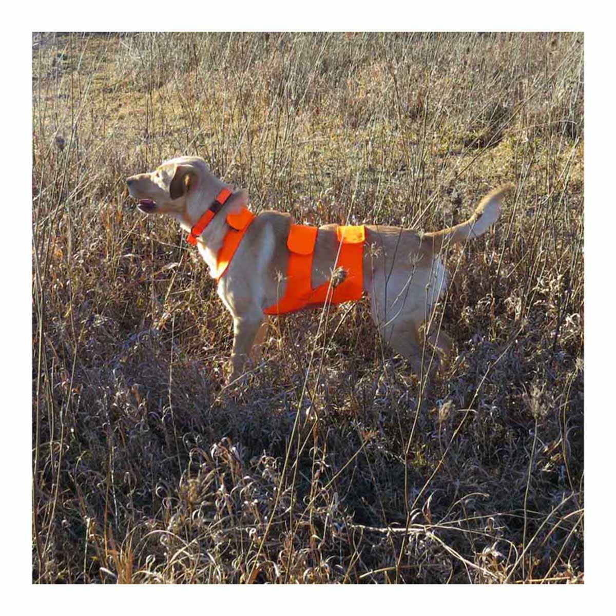 Mud River Dog Chest Protector | Rogers Sporting Goods