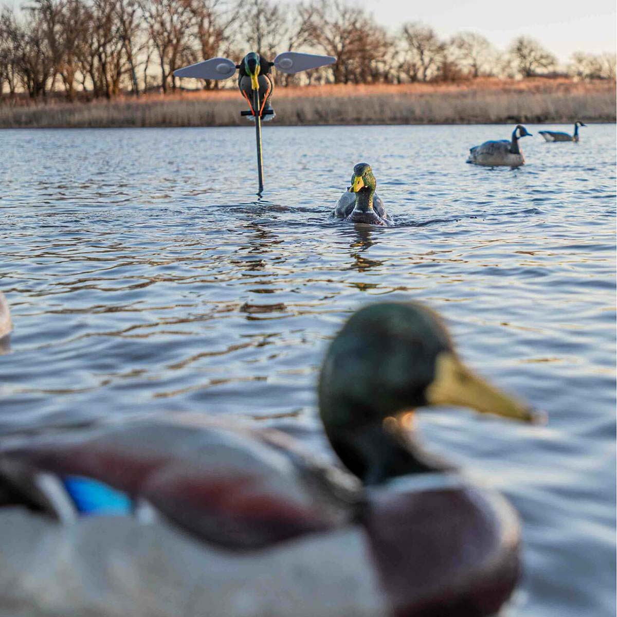 Lucky Duck Super Swimmer HDi Swimming Duck Decoys | Pack of 2 | Rogers ...