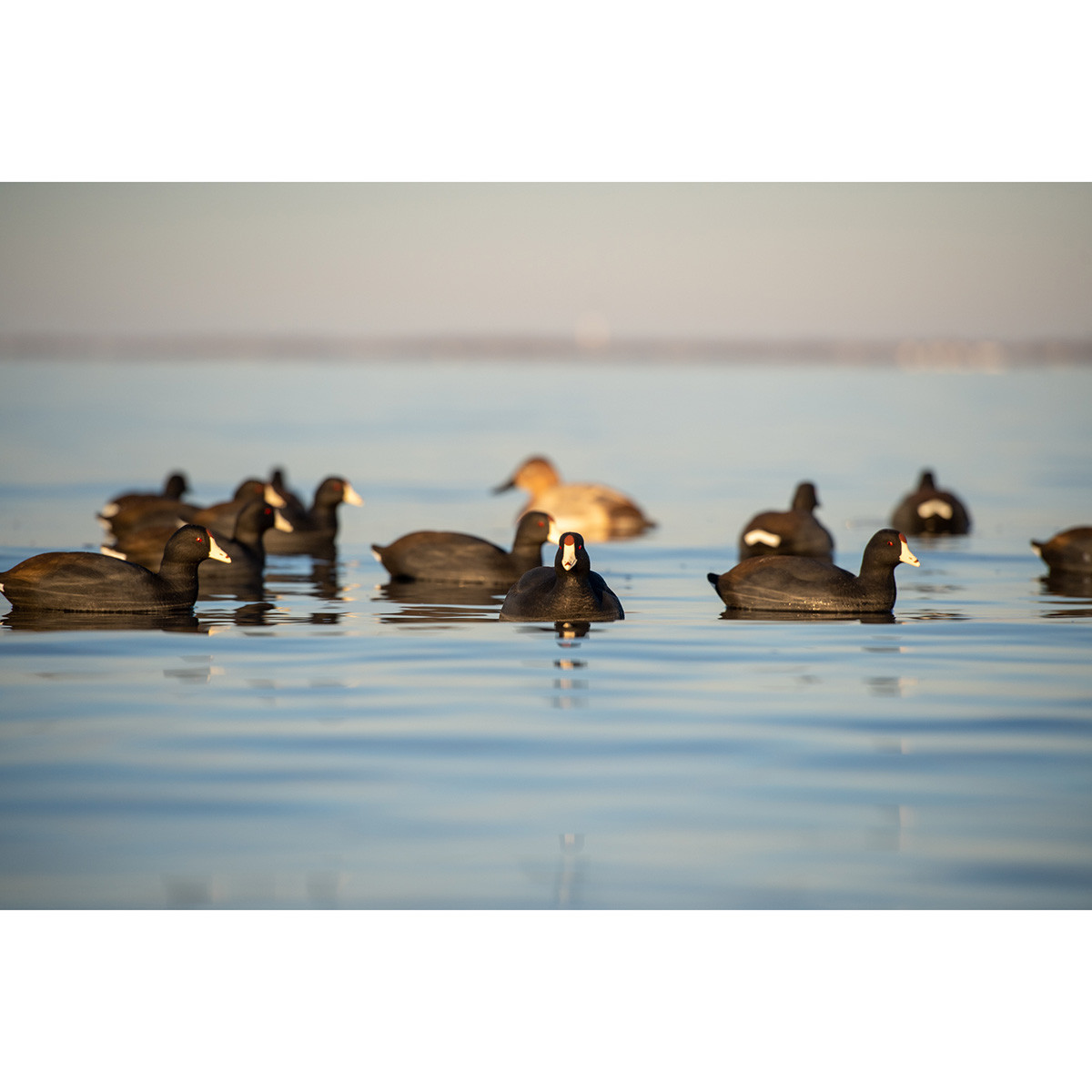 Mojo Outdoors Mojo Coot Confidence Duck Decoys | 6 Pack | Rogers ...