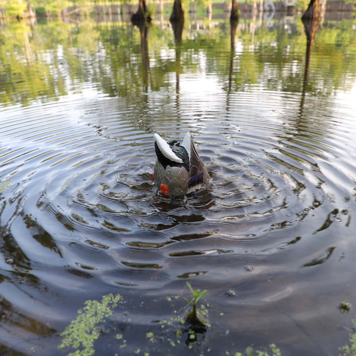 Mojo Rippler Duck and Butt Up Duck Decoy Combo | Rogers Sporting Goods