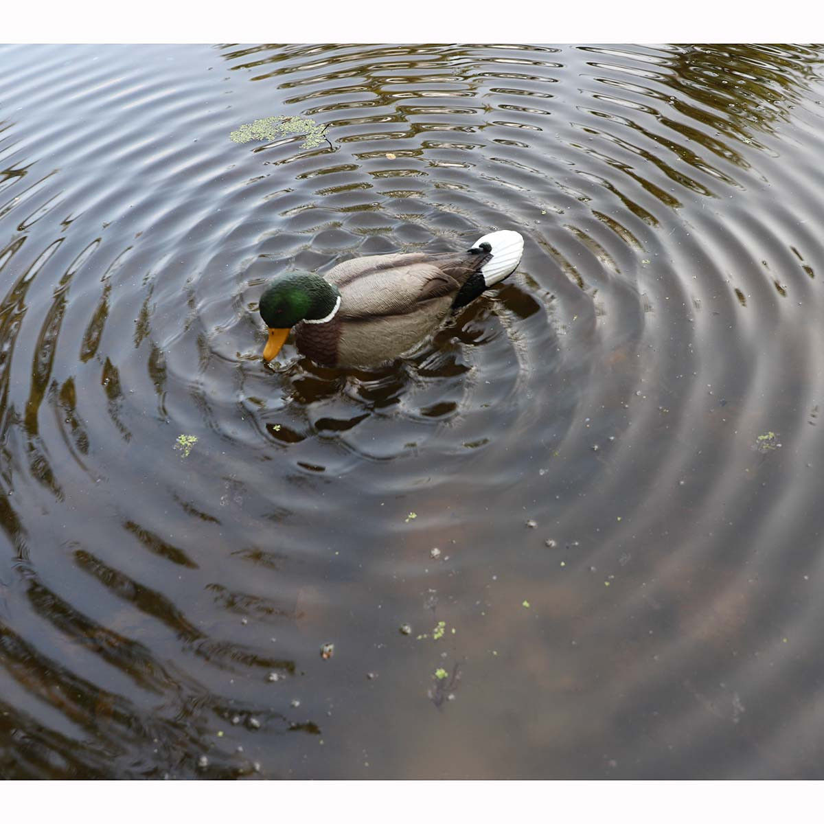 Mojo Rippler Duck and Butt Up Duck Decoy Combo | Rogers Sporting Goods