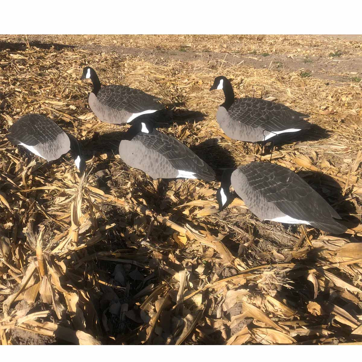 Sillososocks Canada Goose Silhouettes | Rogers Sporting Goods