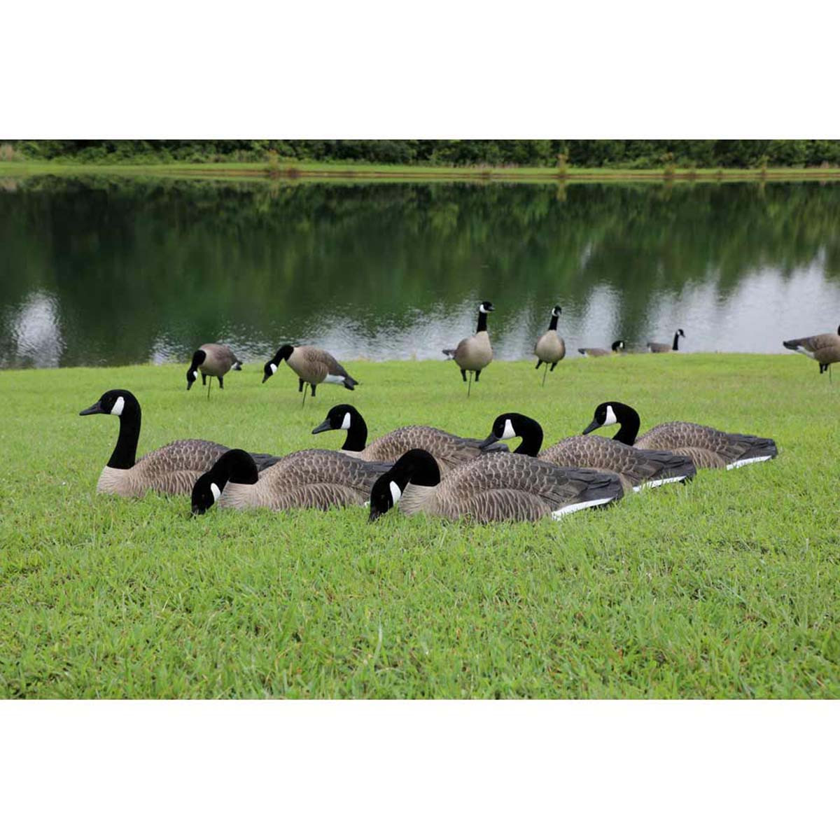 Higdon Magnum Half Shell Canada Goose Decoys, 6 Pack | Rogers Sporting ...