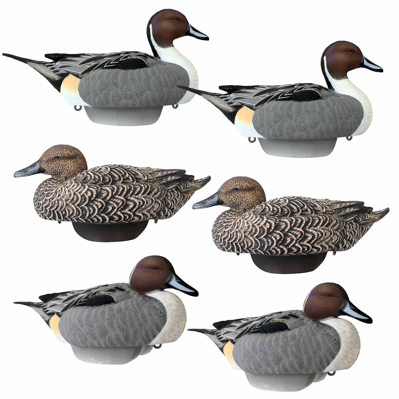 Heyday Outdoors HydroFoam Pintail | 6 Pack | Rogers Sporting Goods