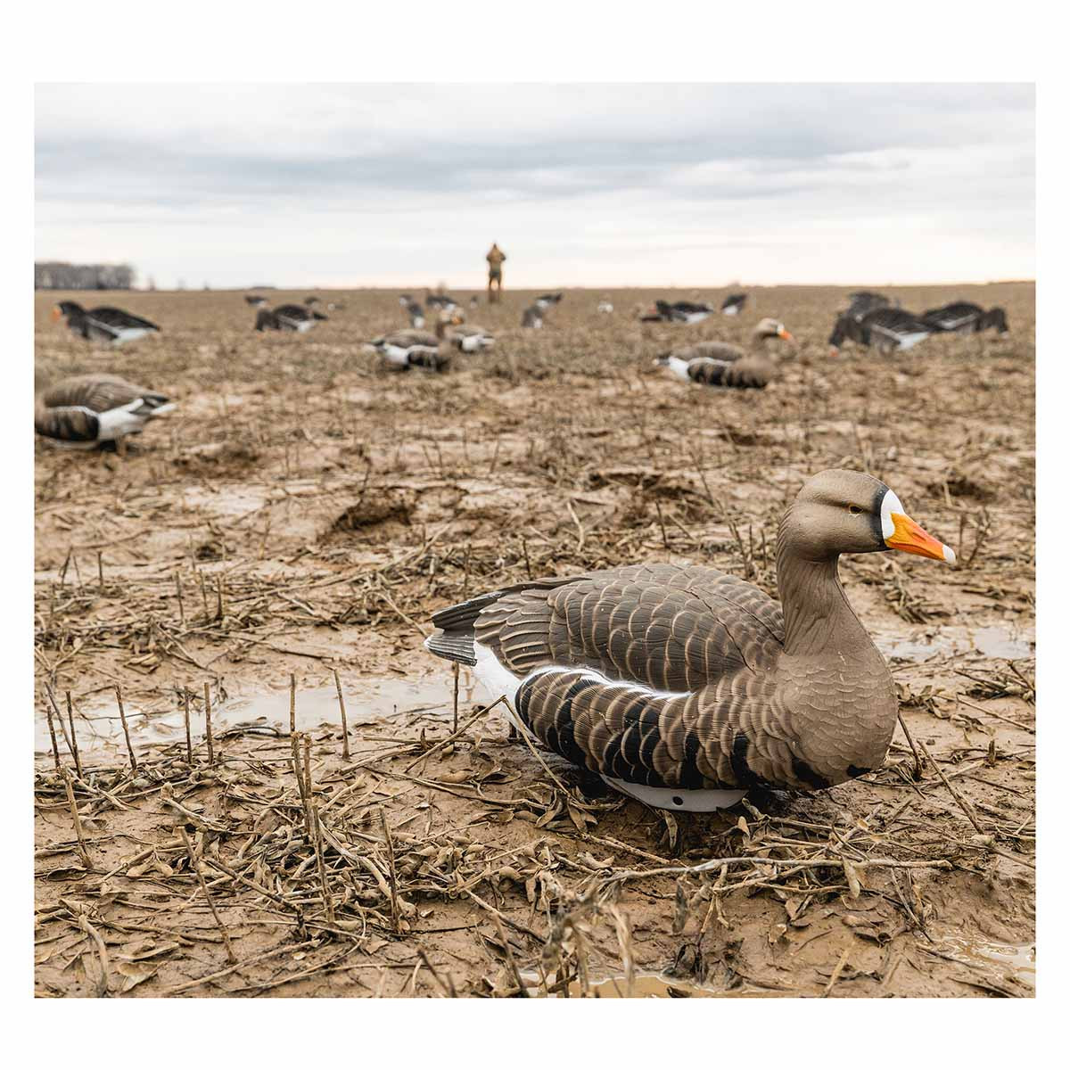 Heyday Hydrofoam Specklebelly Goose Floaters | Rogers Sporting Goods
