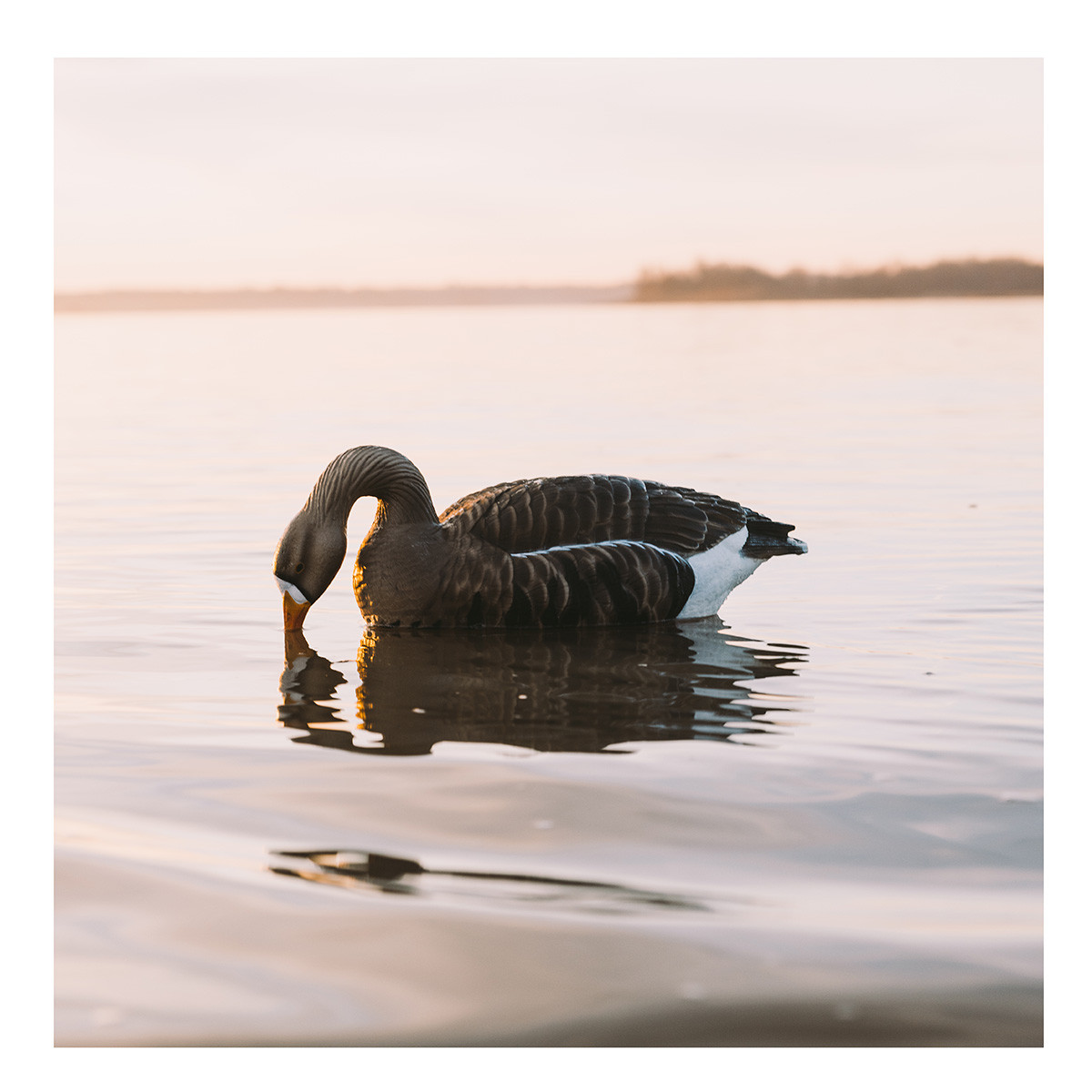 Heyday Hydrofoam Specklebelly Goose Floaters | Rogers Sporting Goods
