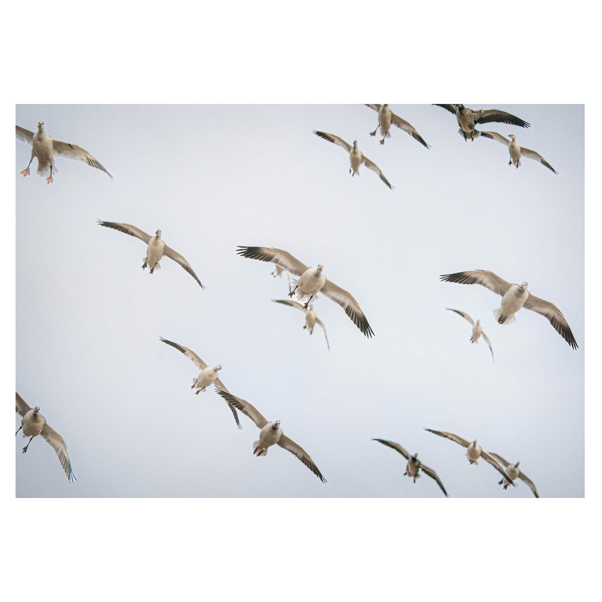 Lucky Duck White Devil Snow Goose E-Caller | Rogers Sporting Goods