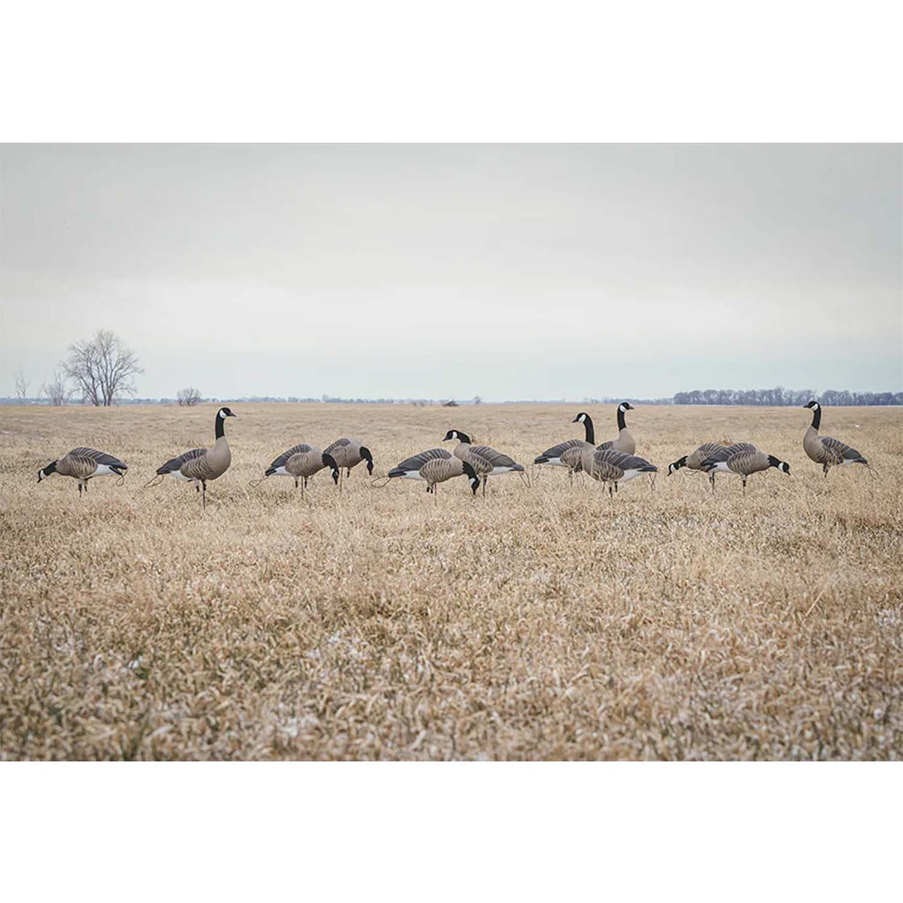 GHG Decoy Systems Pro Flex Full Body Goose Decoy Honker Harvester, 12 ...