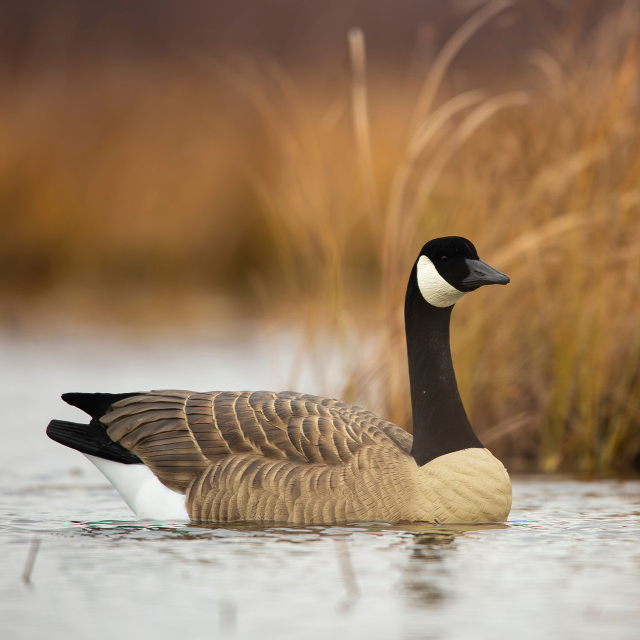 DOA Decoys Rogue Series One-Piece Floating Goose Decoys | Rogers ...