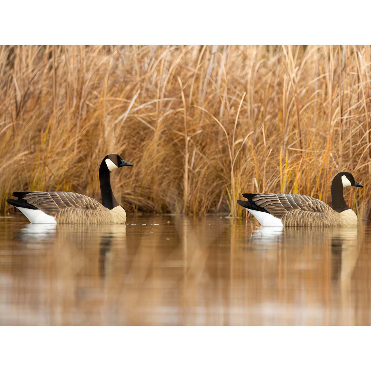 DOA Decoys Rogue Series One-Piece Floating Goose Decoys | Rogers ...