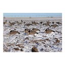 DOA Decoys 450003 Rogue Series Goose Sleeper Shells, 12 Pack | Rogers ...