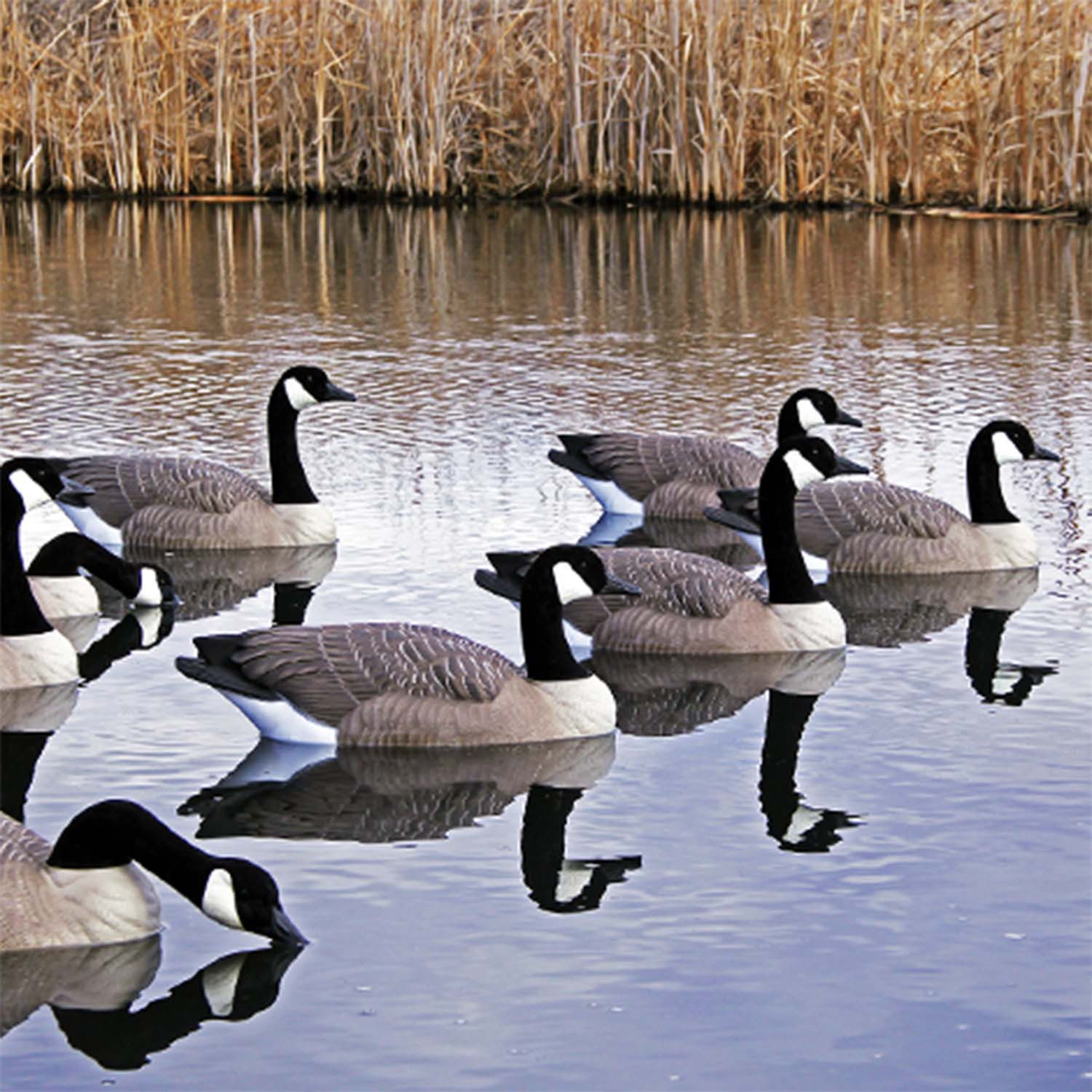 DOA Decoys Rogue Series Floating Goose Decoys, 6 Pack | Rogers Sporting ...