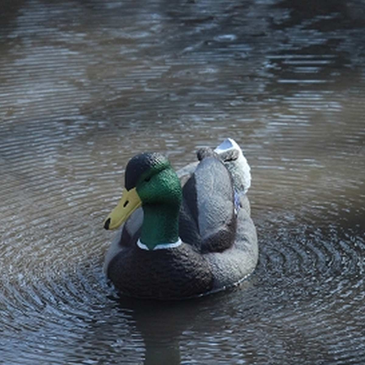Final Approach HD Black Duck Floater Decoys | Rogers Sporting Goods