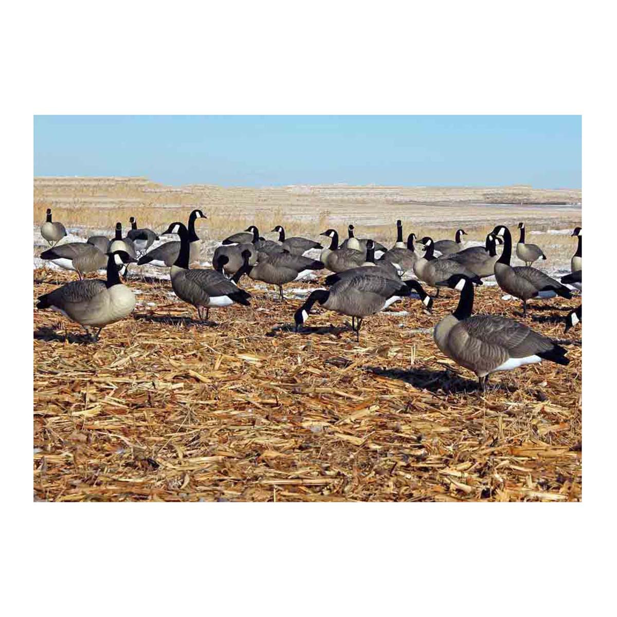 DOA Decoys Rogue Series Full Body Canada Goose Decoys | Rogers Sporting ...
